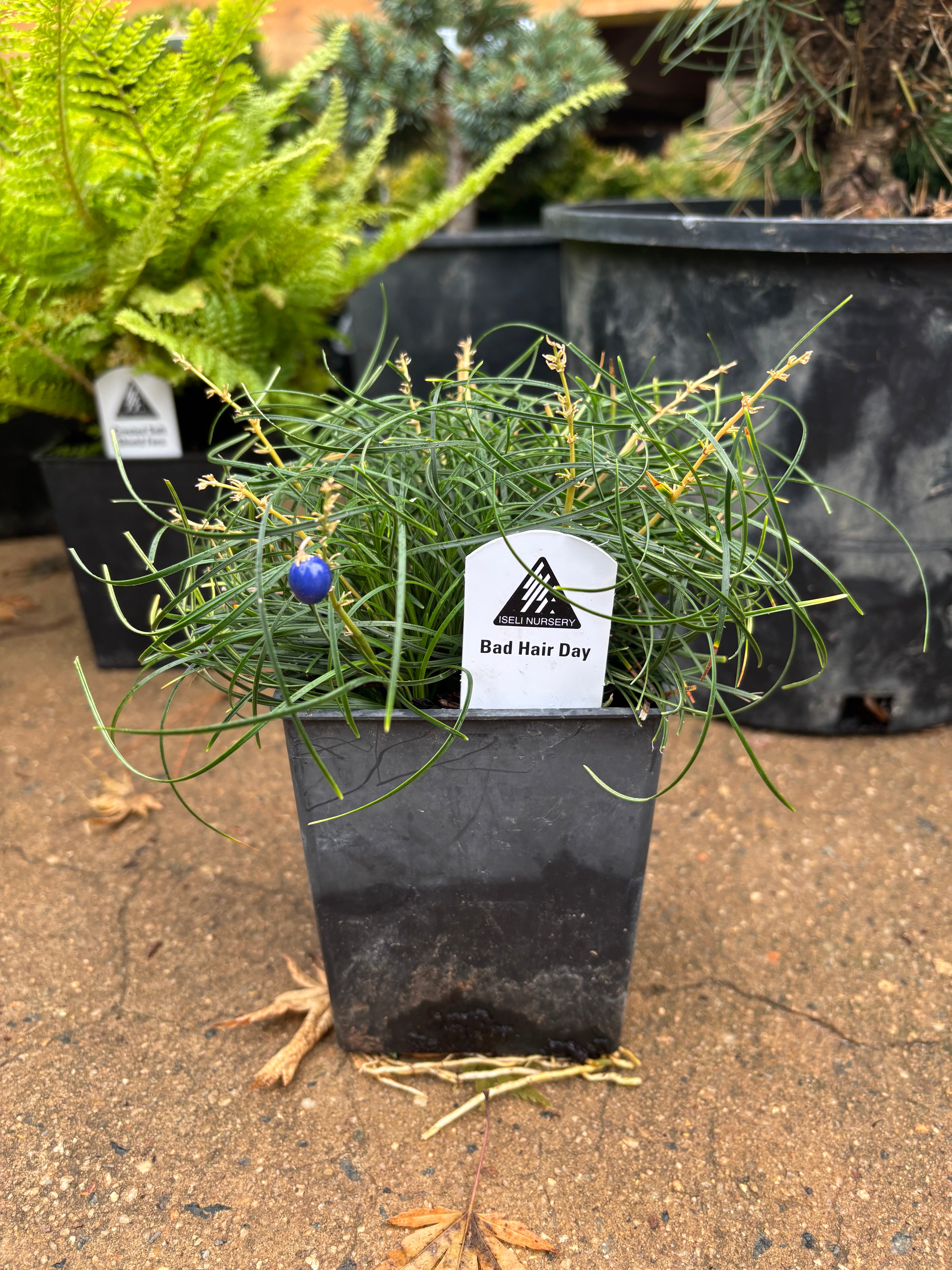 ‘Bad Hair Day’ Mondo Grass – Carolina Conifers Nursery & Landscape