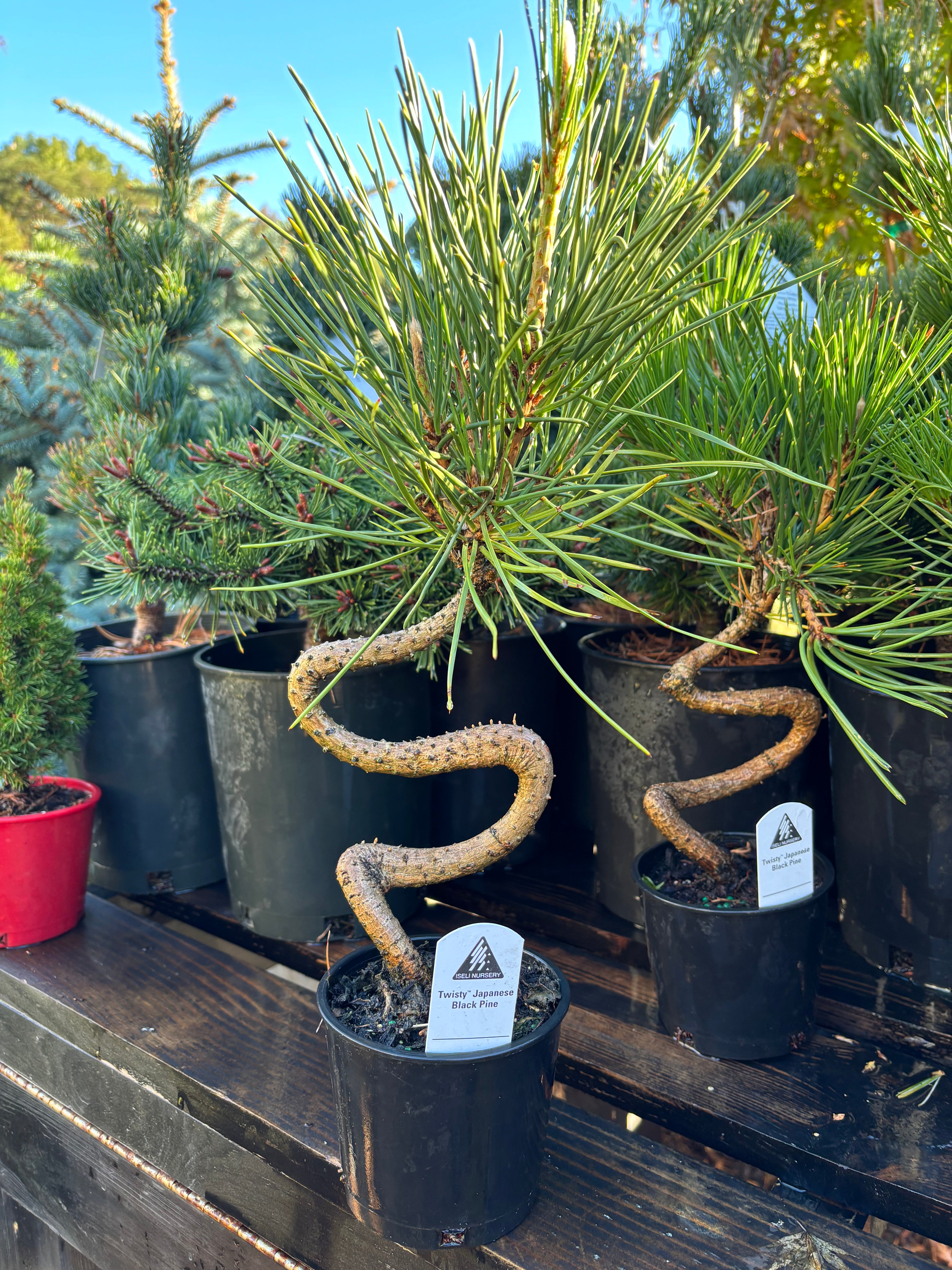 TWISTY Iseli Japanese black pine – Carolina Conifers Nursery & Landscape