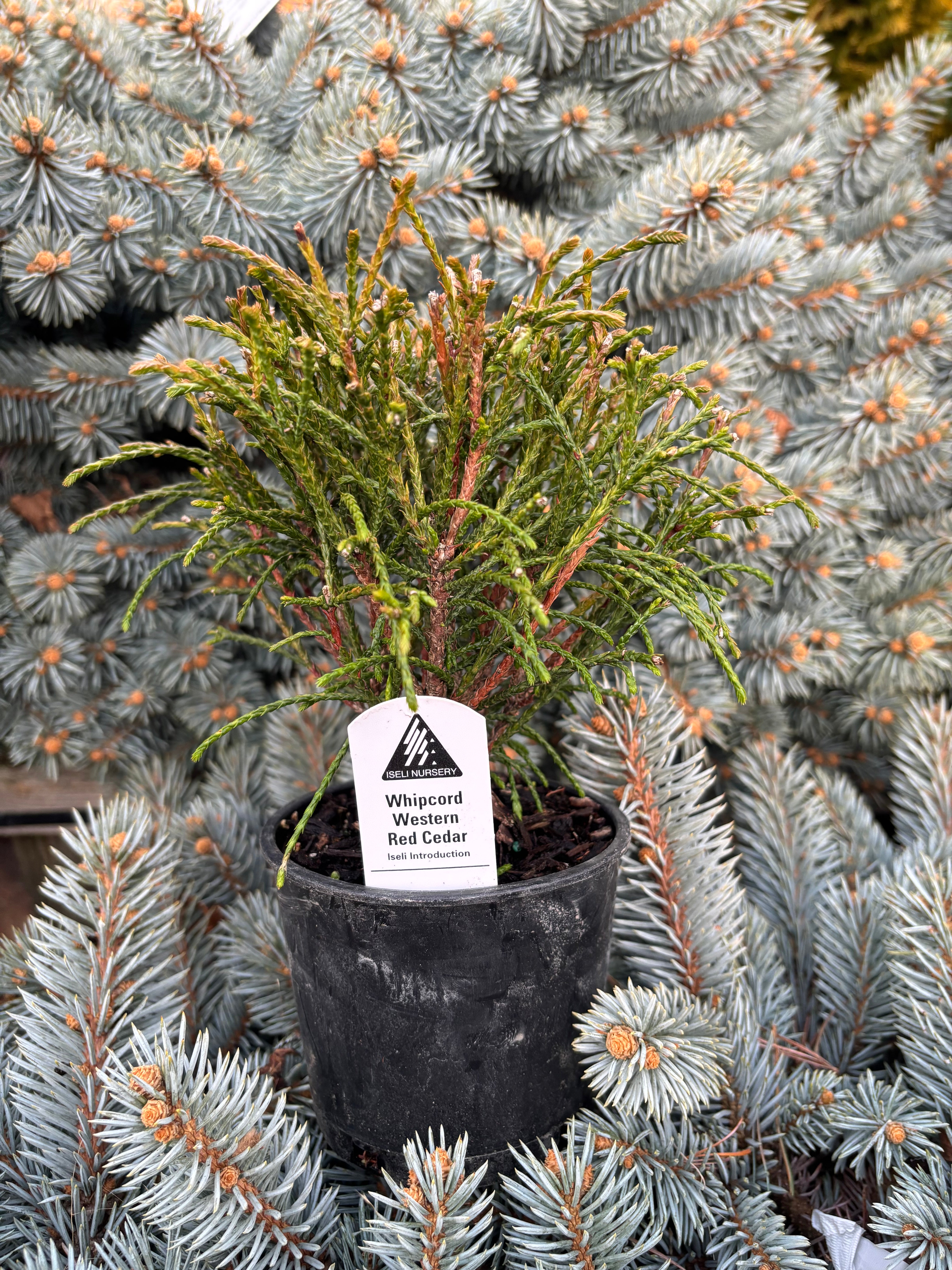 Thuja plicata ‘Whipcord’ – Carolina Conifers Nursery & Landscape