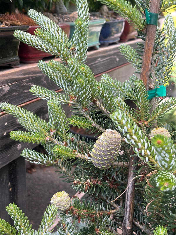 Abies koreana ‘Horstmann’s Silberlocke’ – Carolina Conifers Nursery ...