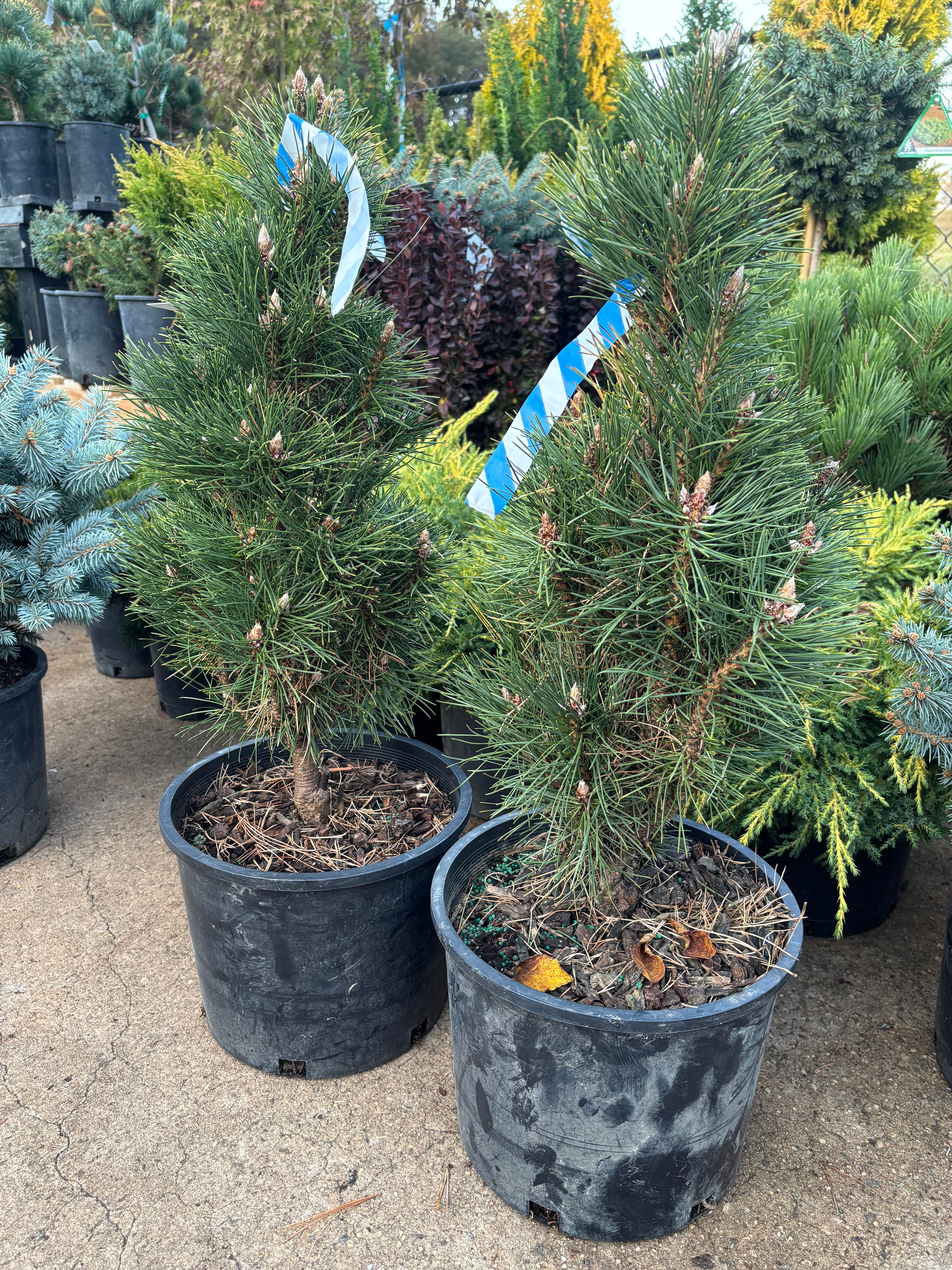 Pinus nigra ‘Komet’ – Carolina Conifers Nursery & Landscape