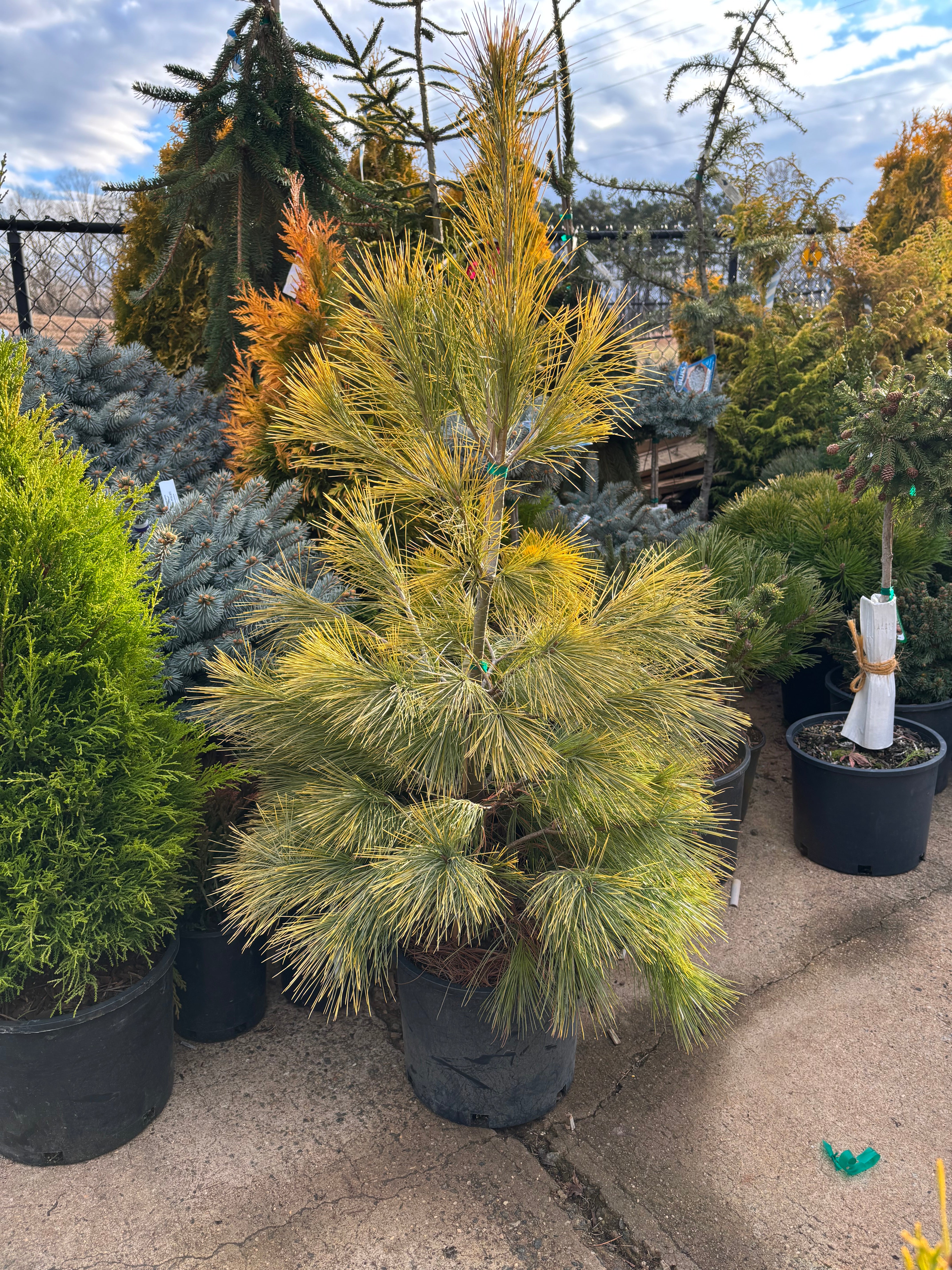 Pinus strobus ‘Louie’ – Carolina Conifers Nursery & Landscape