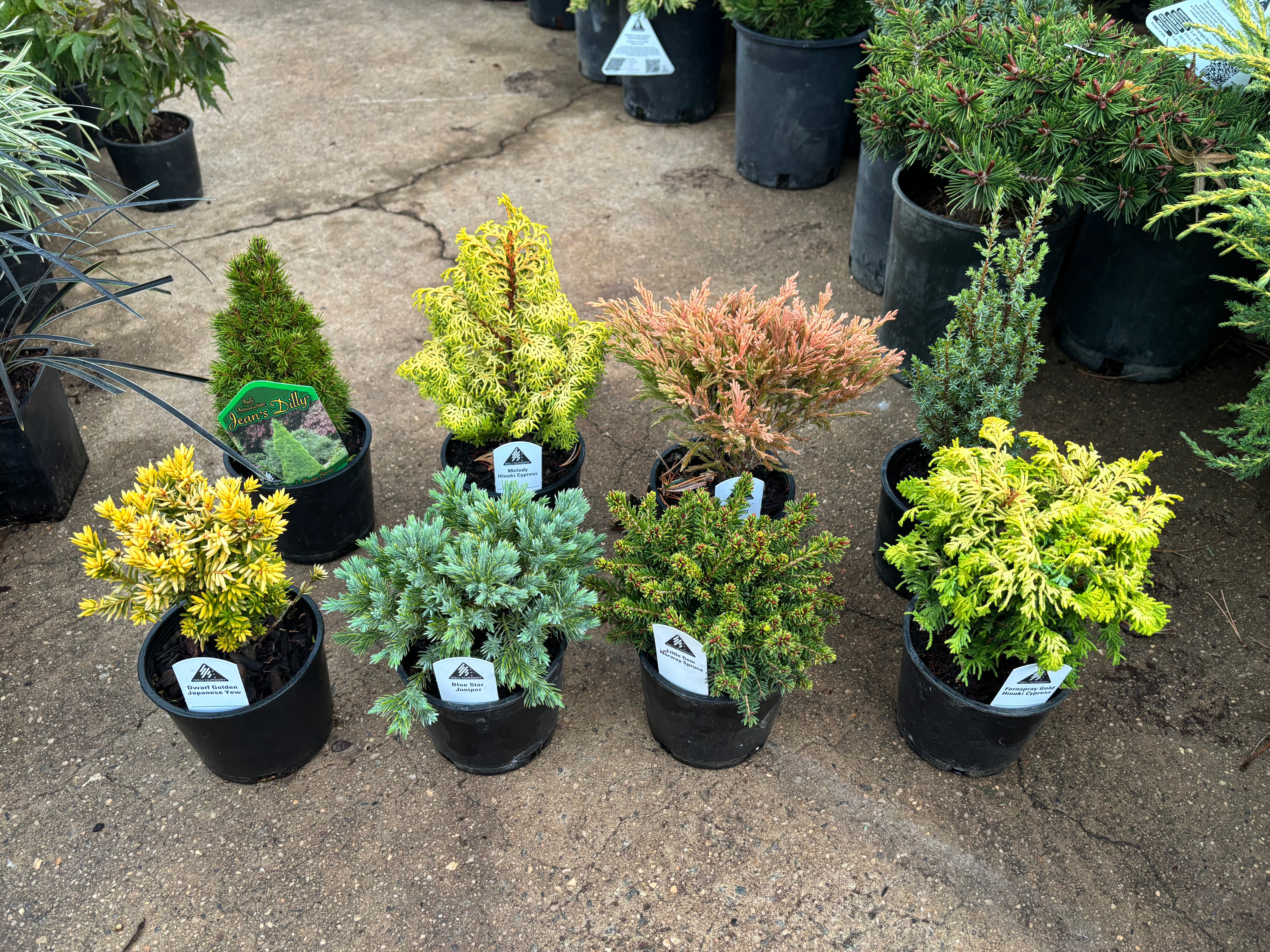 Fanciful Gardens Ultimate Conifer Color Package – Carolina Conifers ...