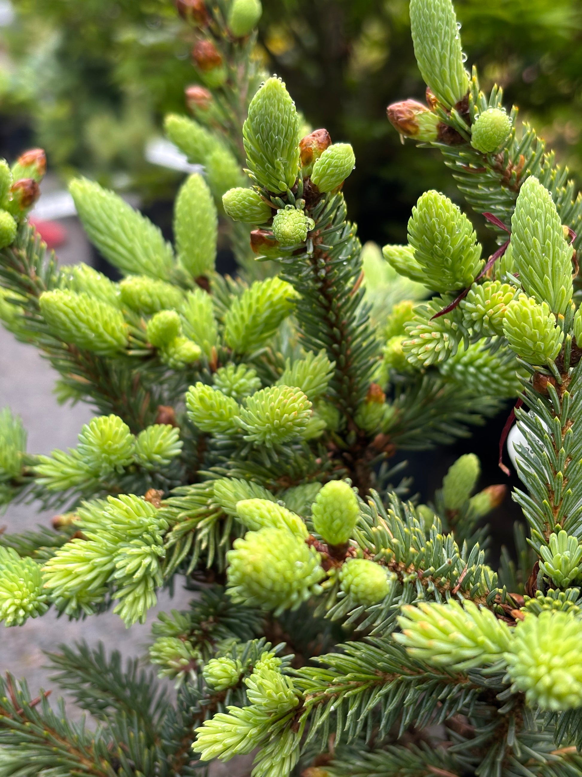 Picea glauca ‘Cecilia’ – Carolina Conifers Nursery & Landscape