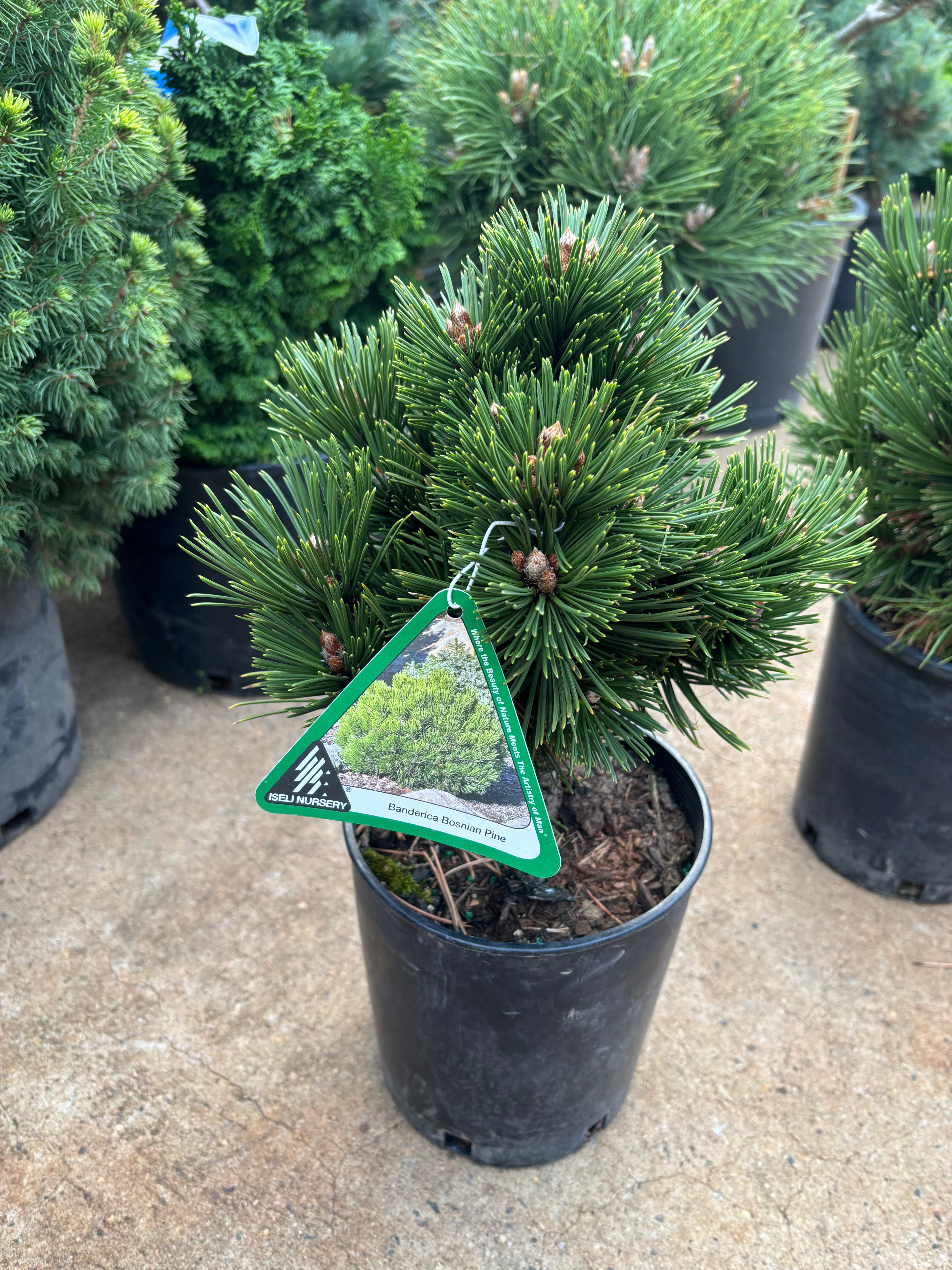 Pinus heldreichii (leucodermis) ‘Banderica – Carolina Conifers Nursery ...