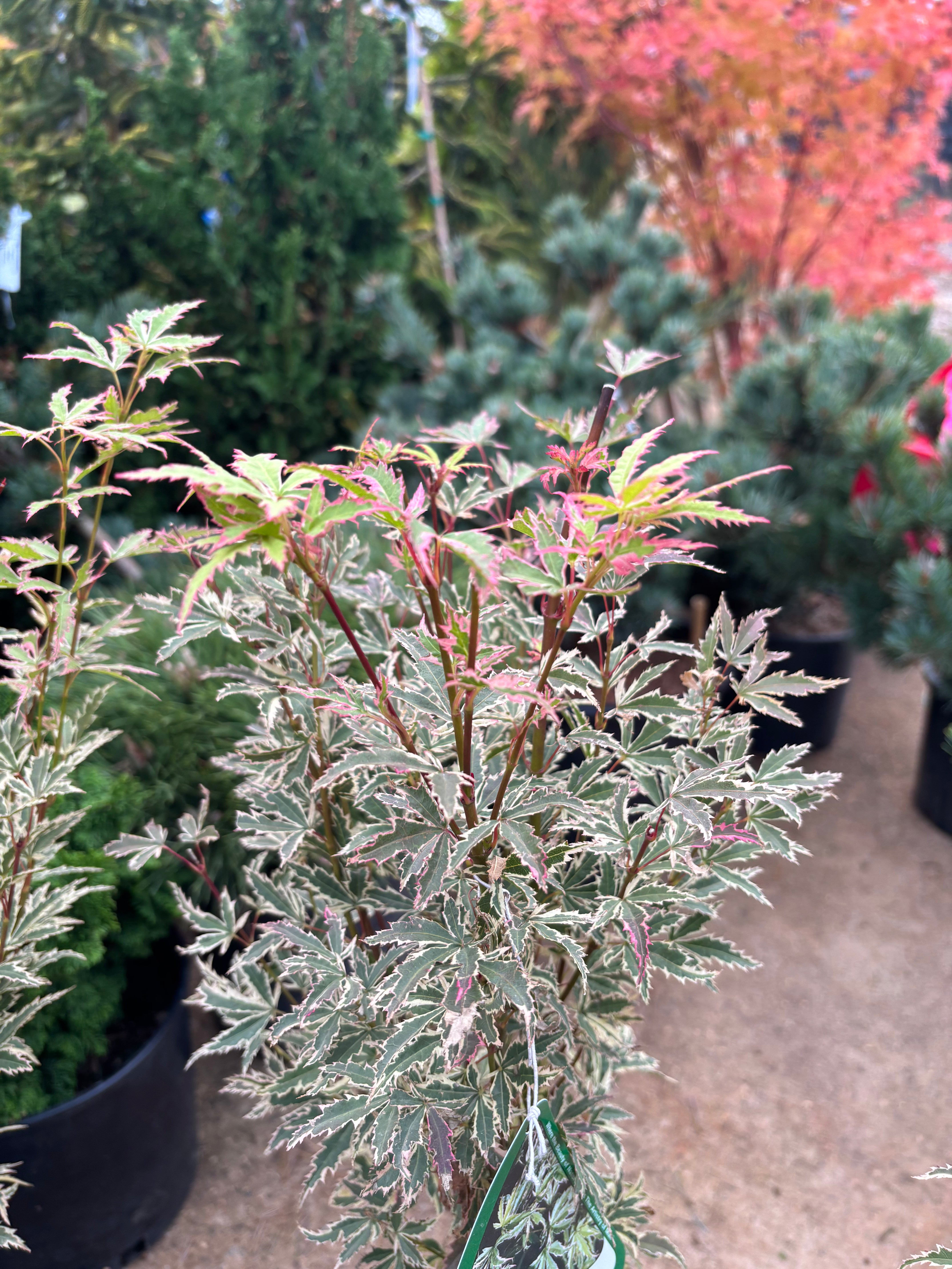 Acer palmatum 'Butterfly' – Carolina Conifers Nursery & Landscape
