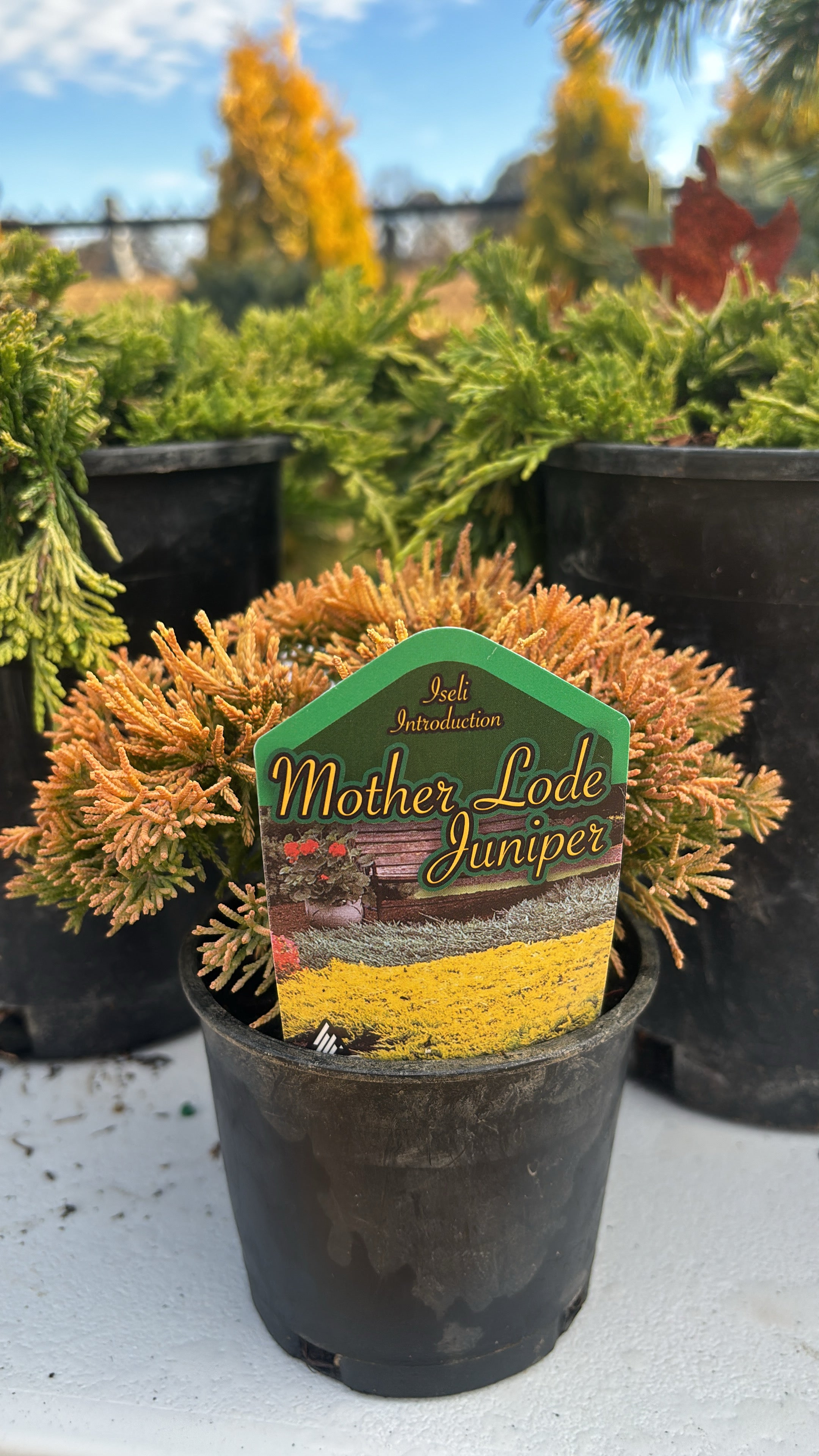 Mother Lode Juniper – Carolina Conifers Nursery & Landscape