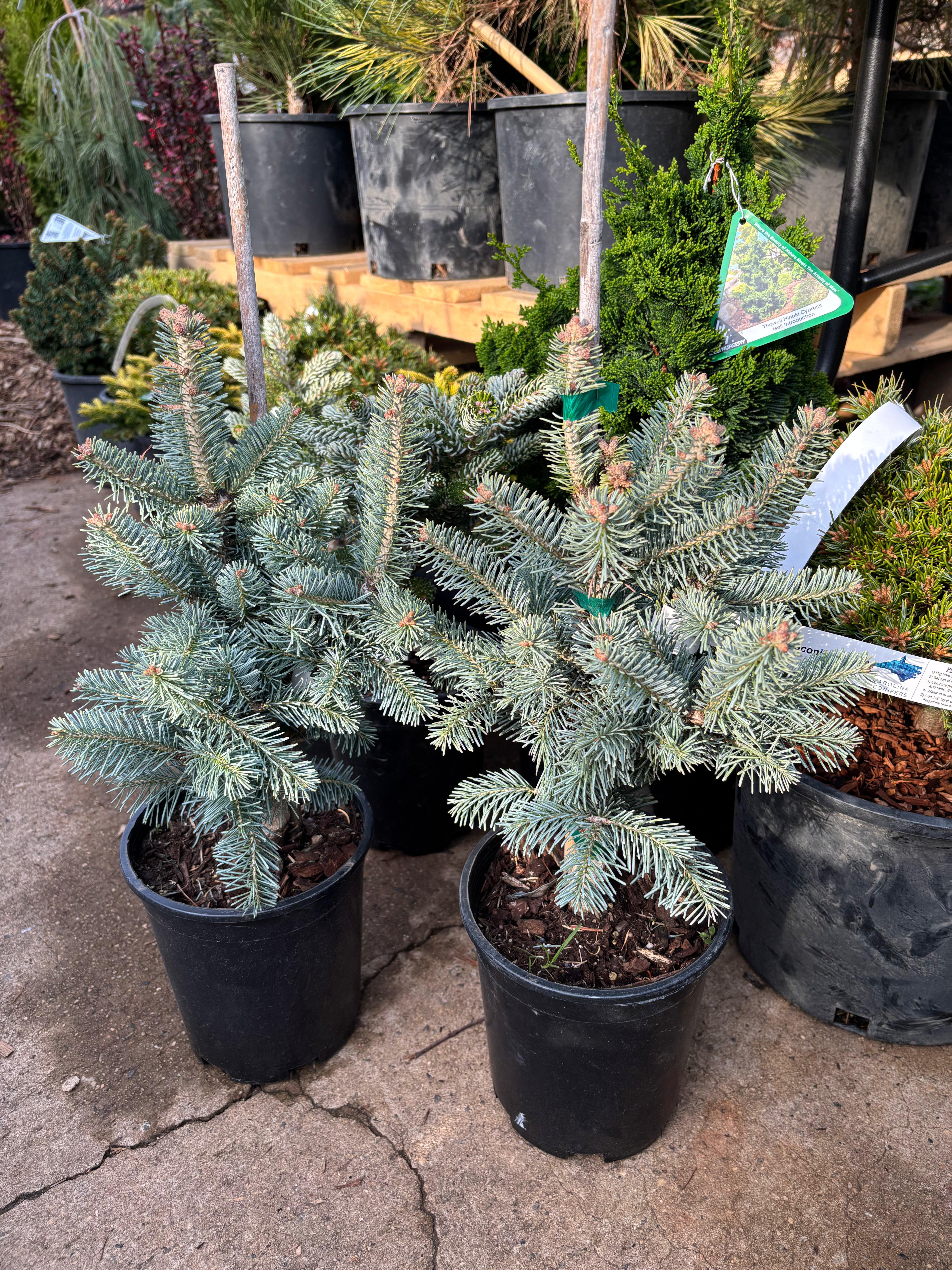 Abies lasiocarpa ‘Glauca Compacta’ Dwarf Subalpine Fir on Firma ...