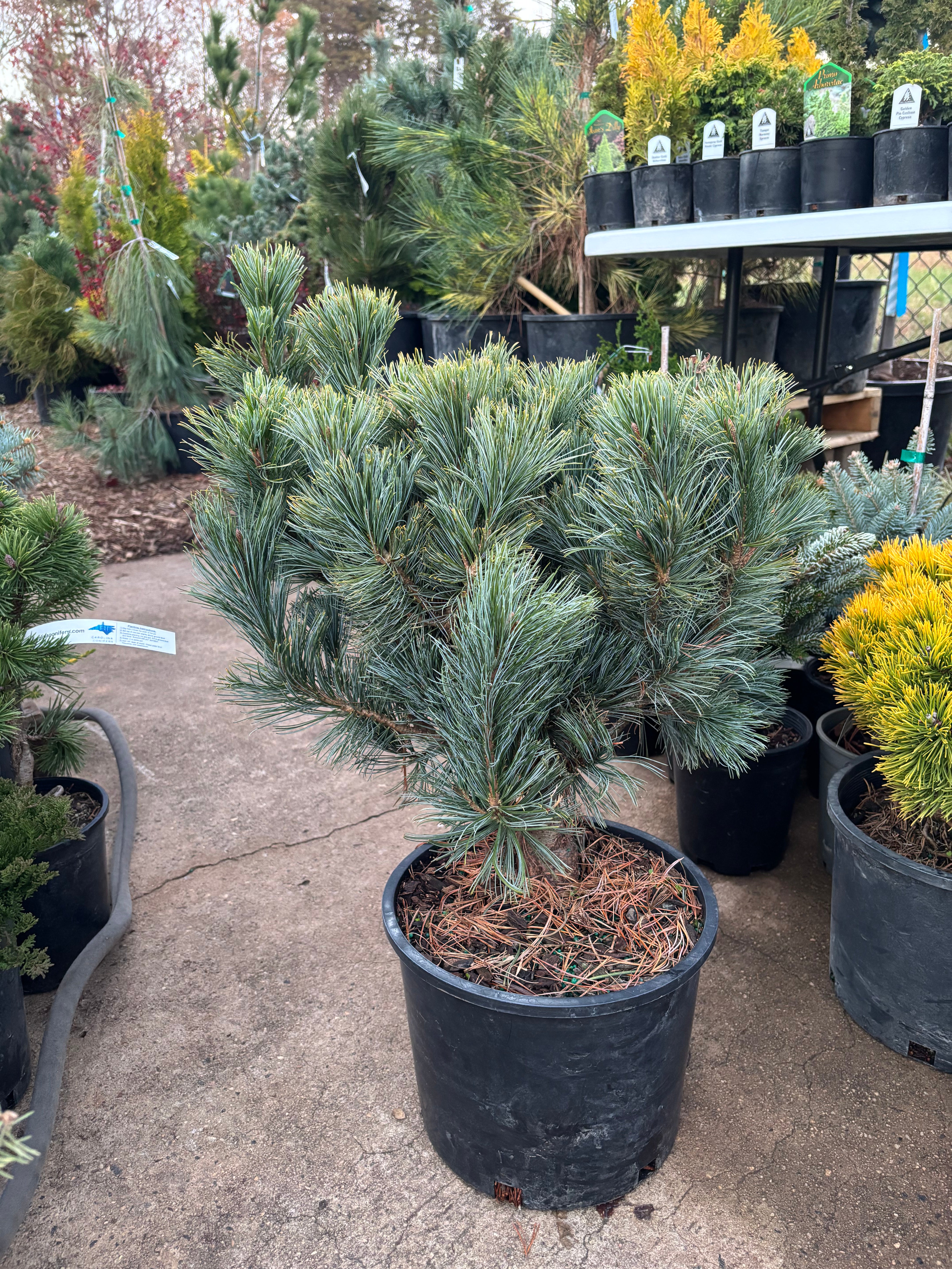 Pinus pumilla ‘Blue Dwarf’ – Carolina Conifers Nursery & Landscape