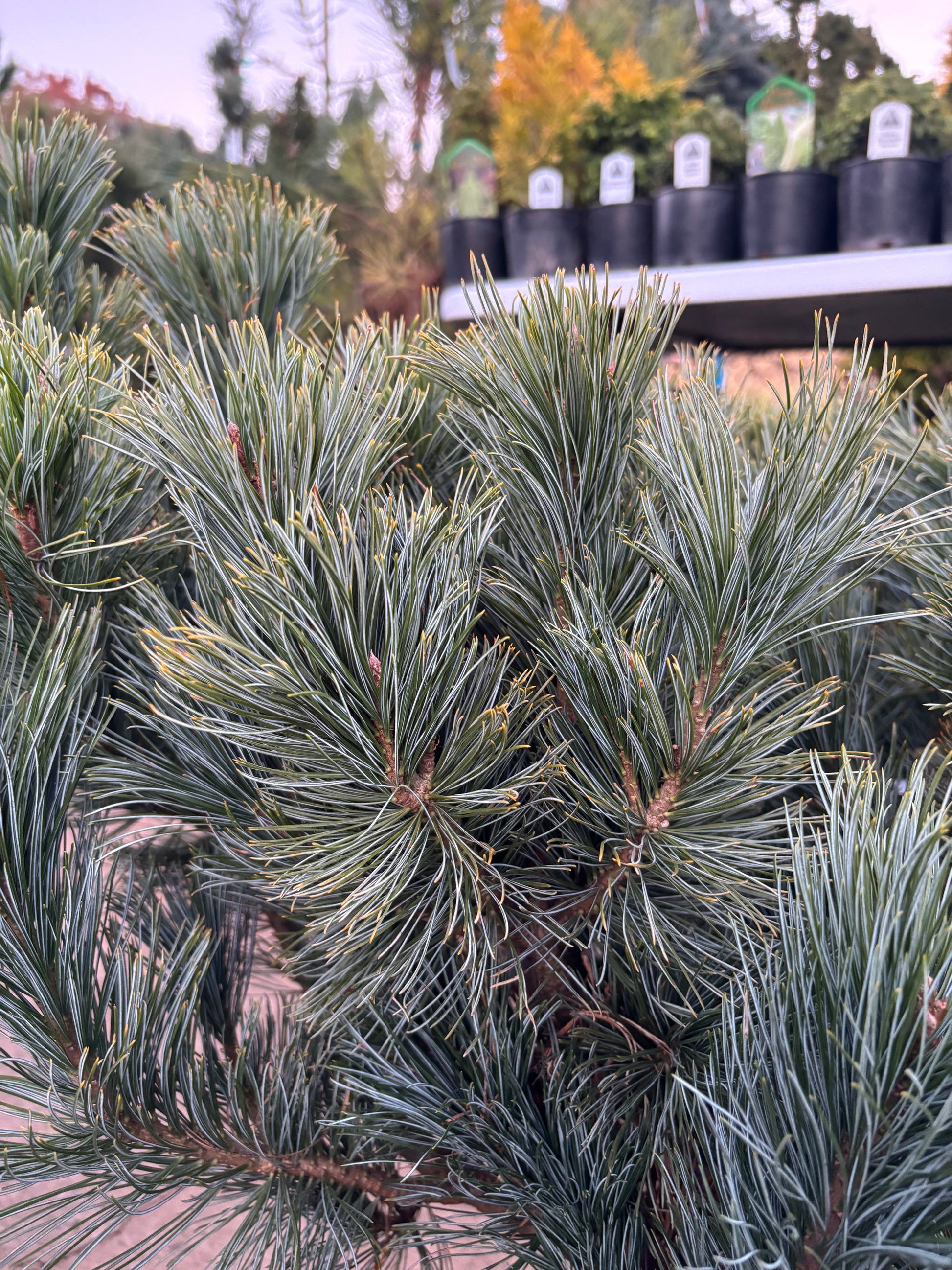 Pinus pumilla ‘Blue Dwarf’ – Carolina Conifers Nursery & Landscape