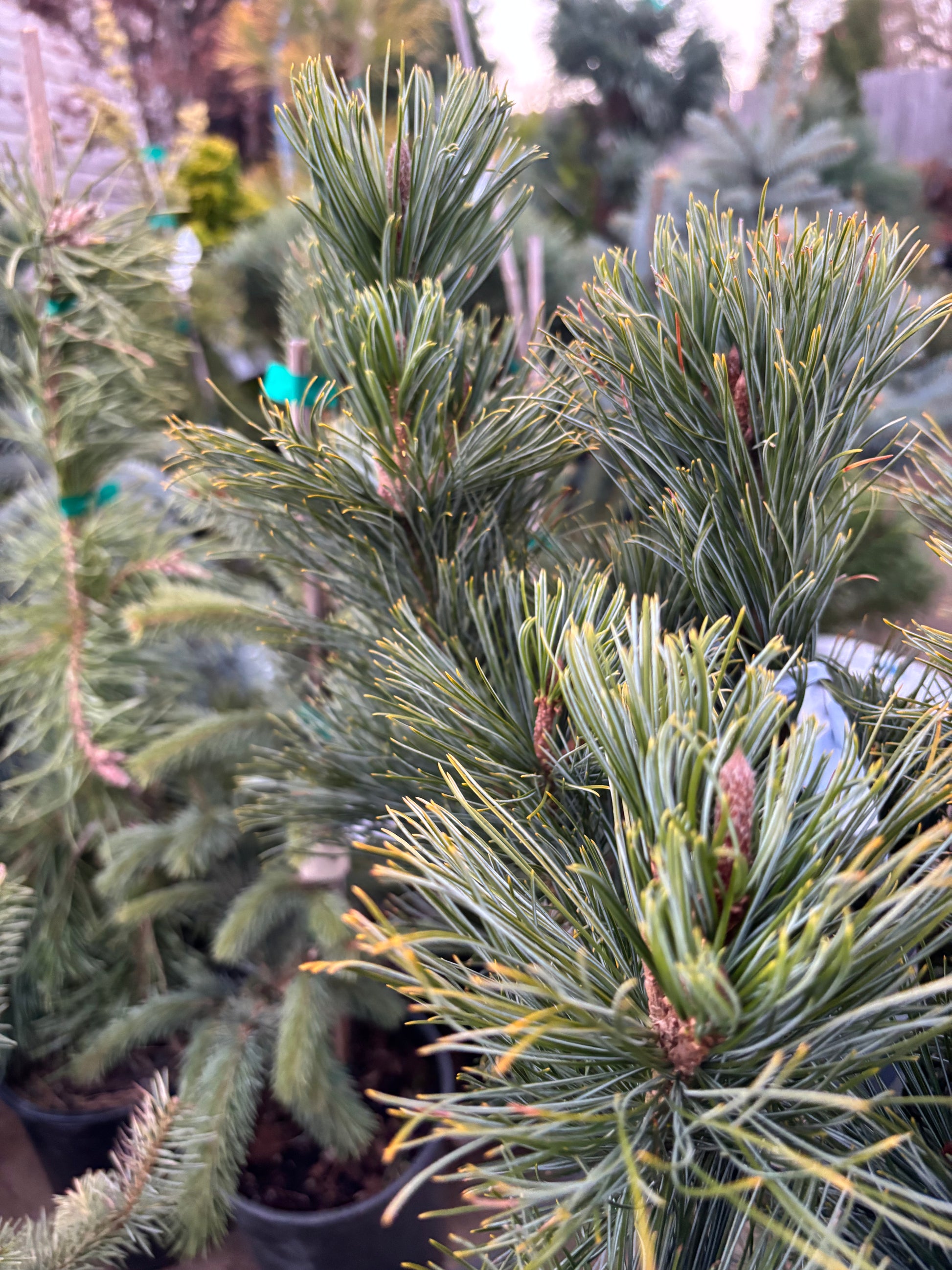 Pinus pumilla ‘Blue Dwarf’ – Carolina Conifers Nursery & Landscape