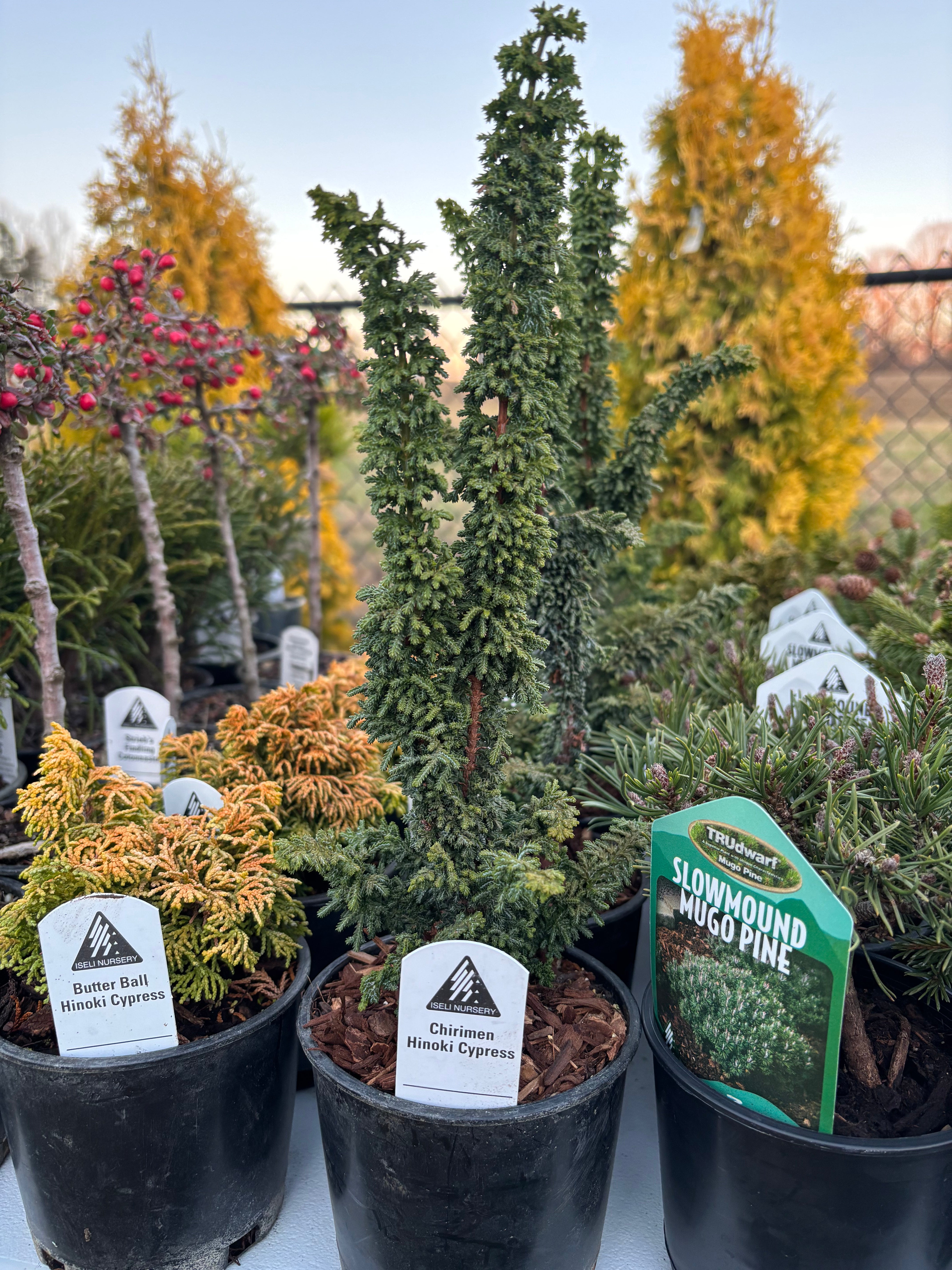 Chamaecyparis obtusa ‘Chirimen’ – Carolina Conifers Nursery & Landscape