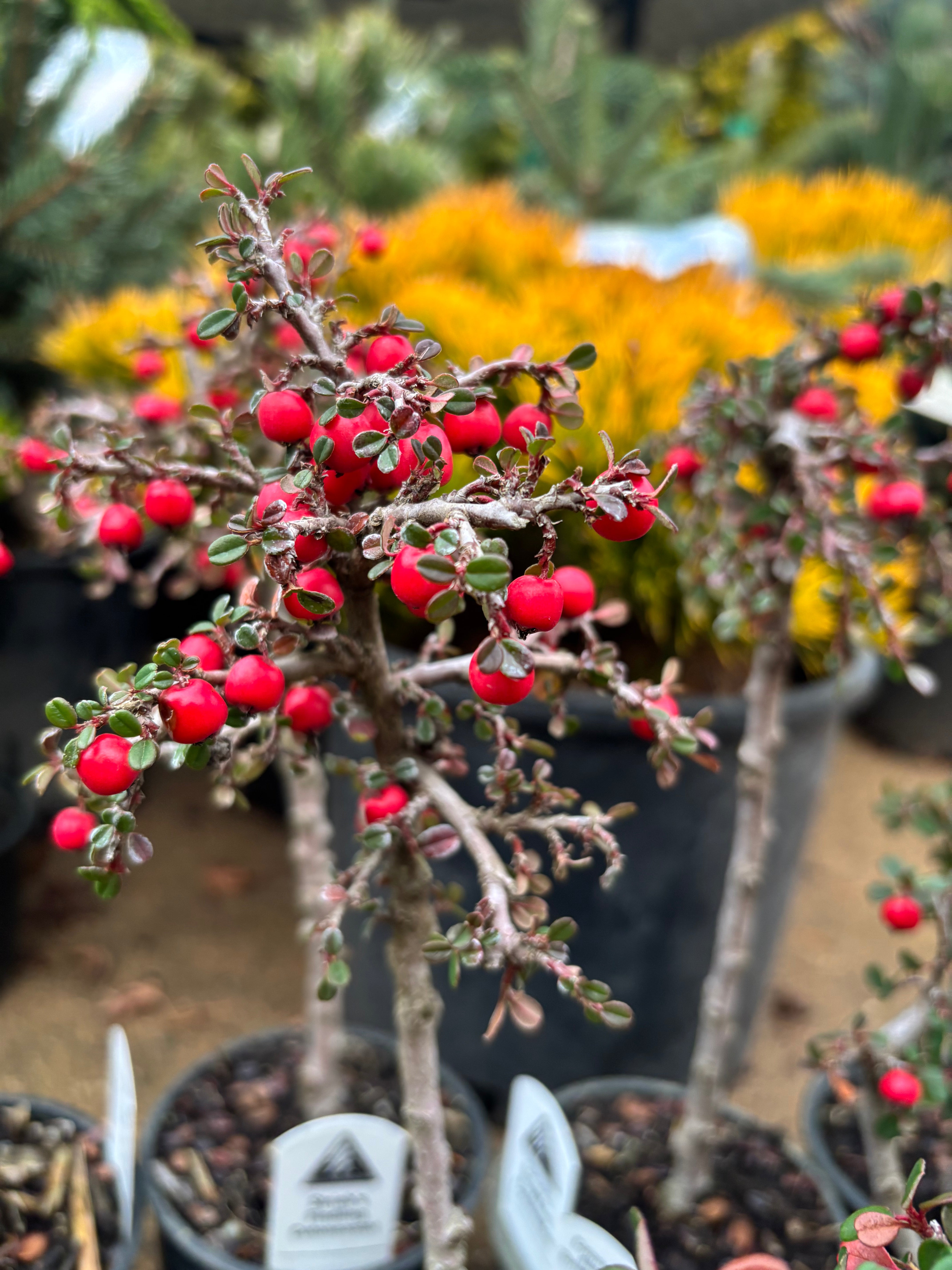 ‘Strieb’s Findling’ Cotoneaster – Carolina Conifers Nursery & Landscape