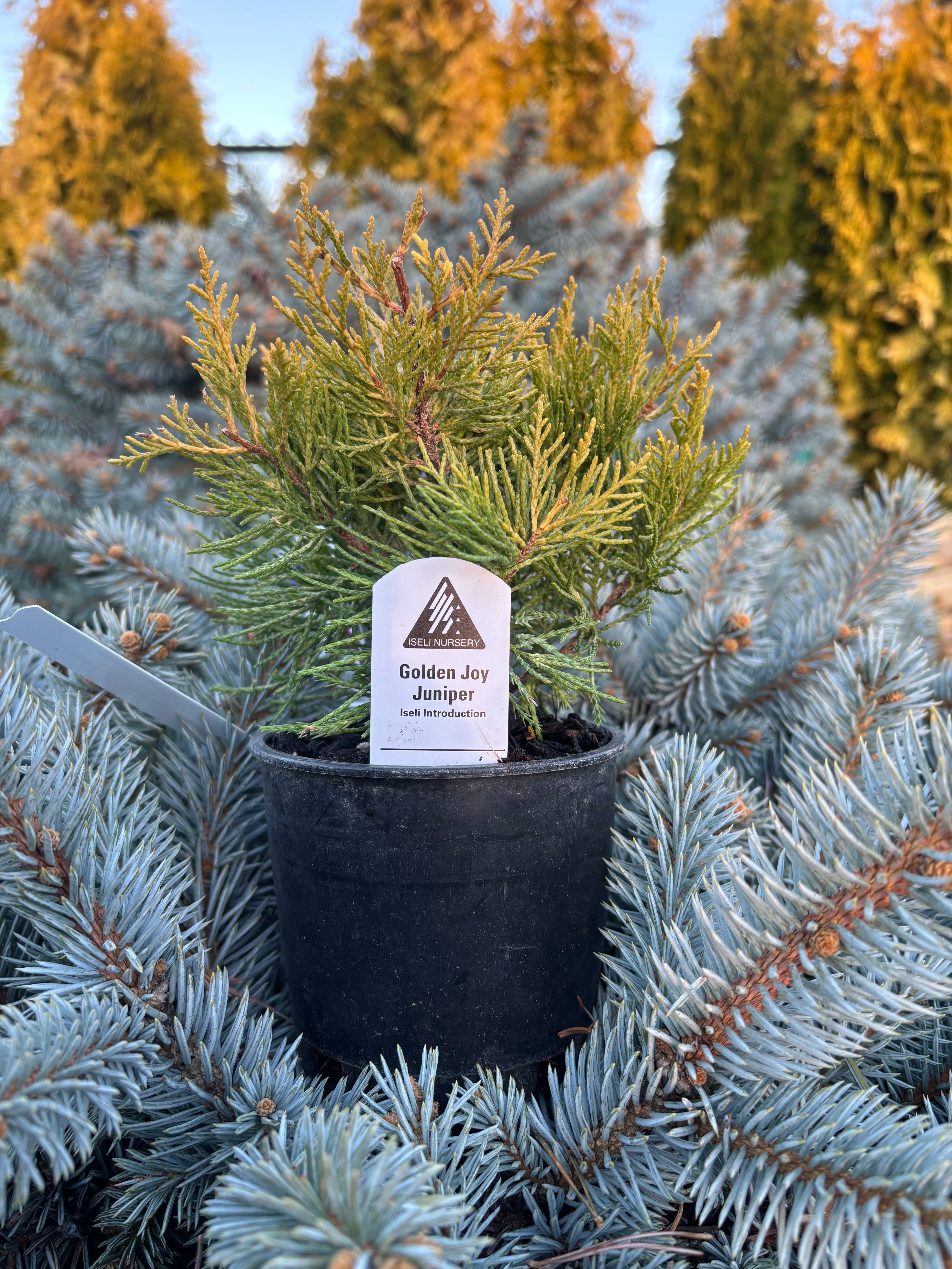 Golden Joy Juniper – Carolina Conifers Nursery & Landscape