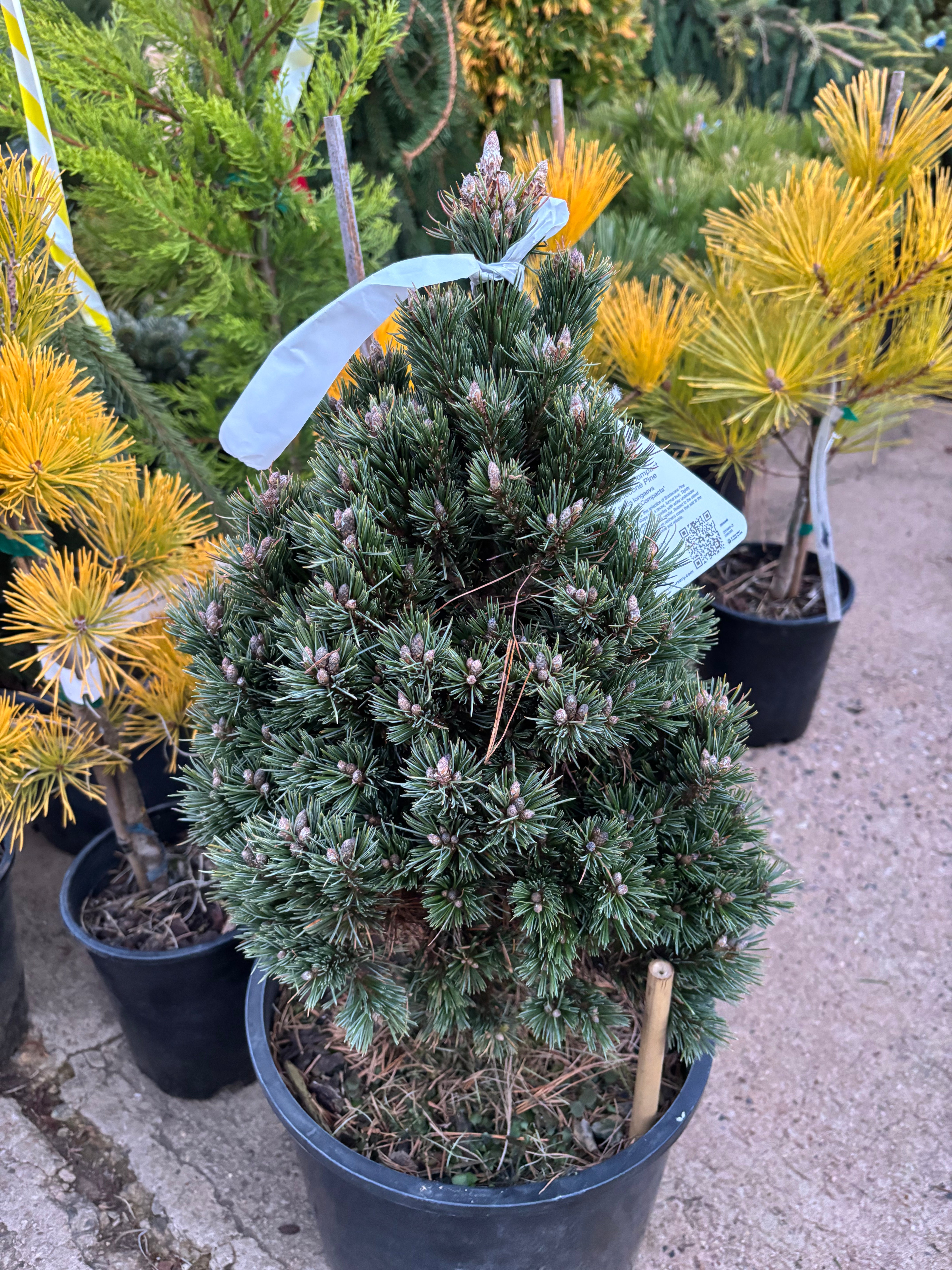 Pinus longaeva ‘Sherwood Compacta’ Bristlecone Pine – Carolina Conifers ...