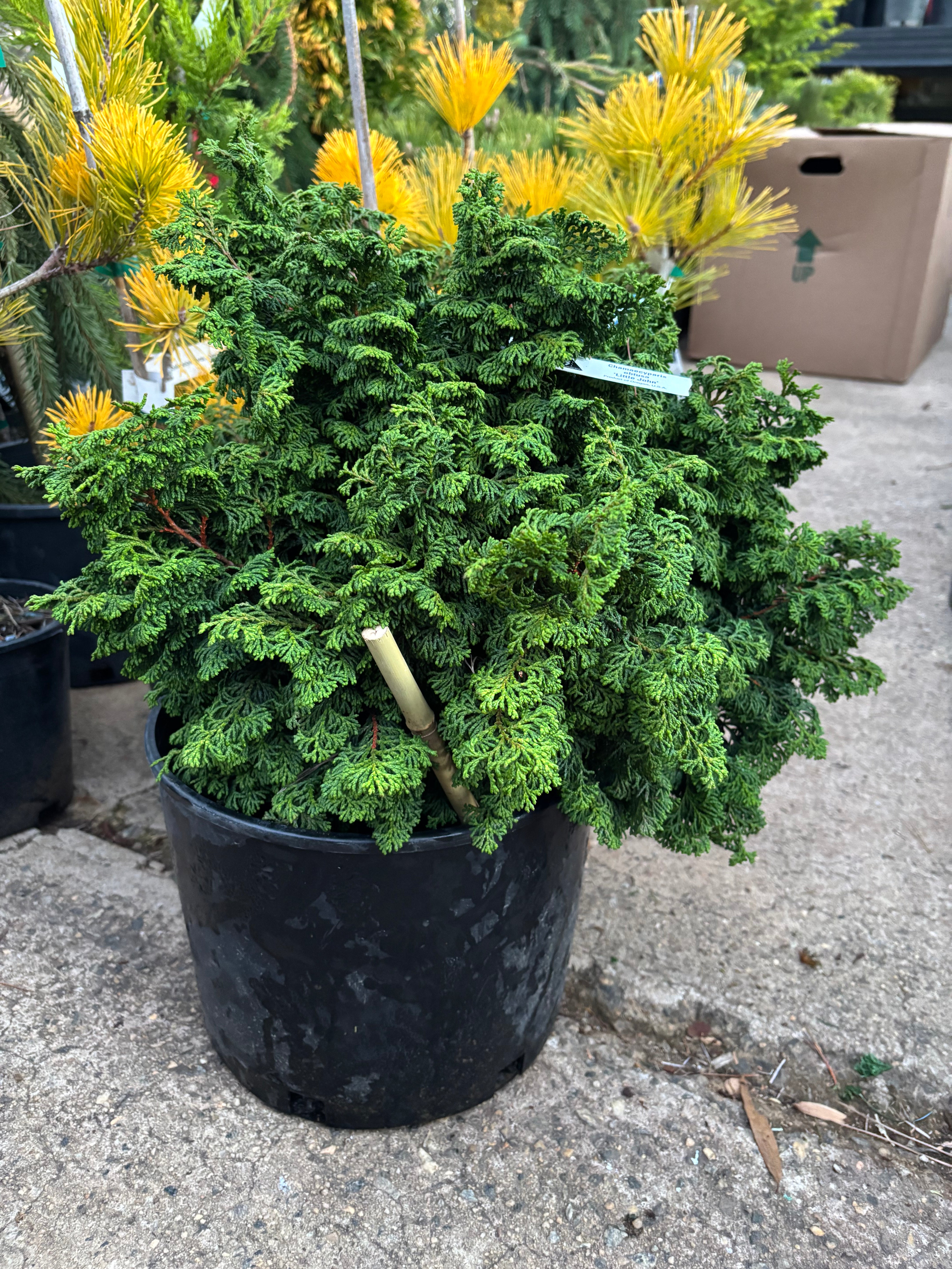 Chamaecyparis obtusa ‘Little John’ – Carolina Conifers Nursery & Landscape