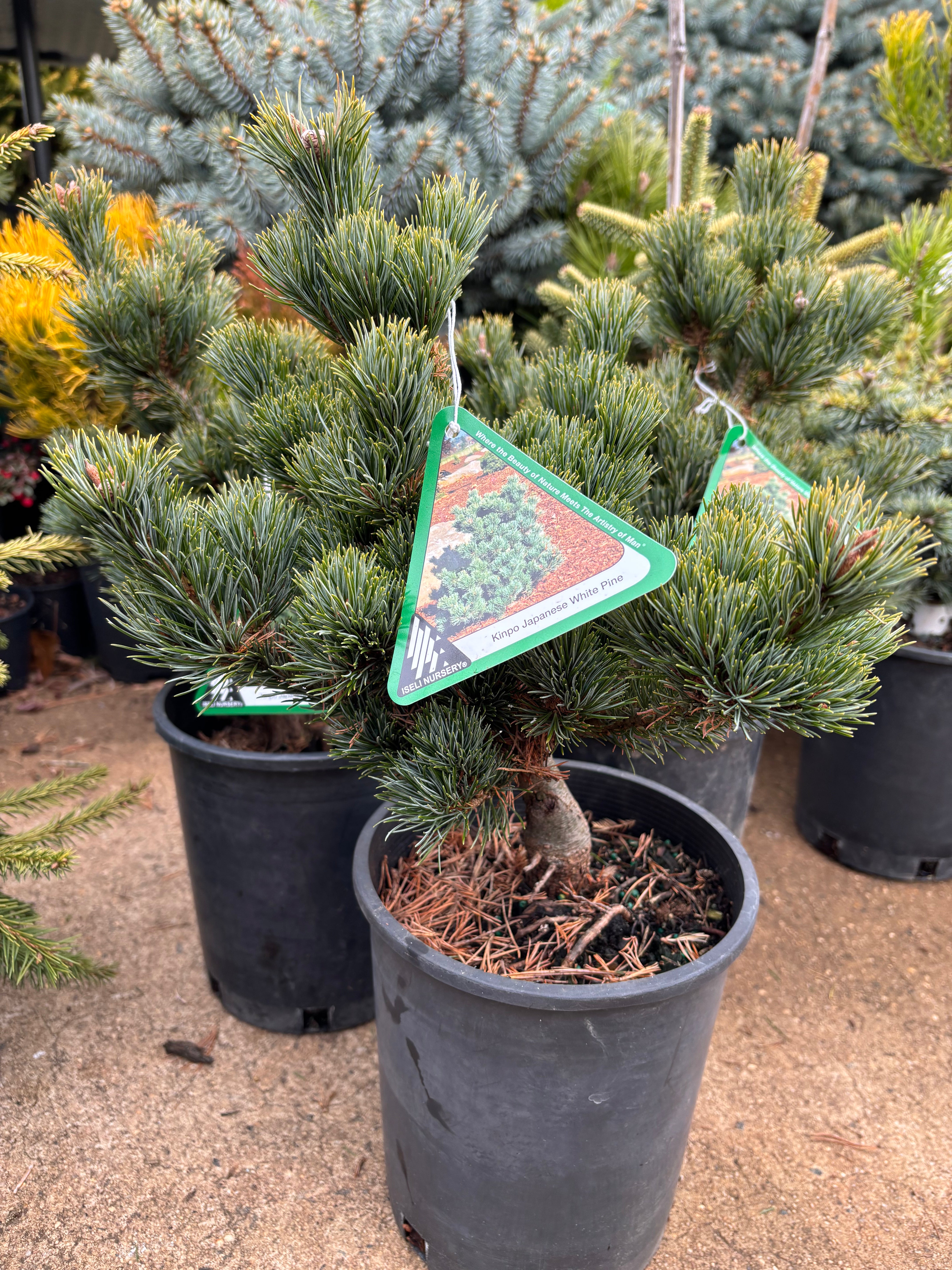 Pinus parviflora ‘Kinpo’ – Carolina Conifers Nursery & Landscape