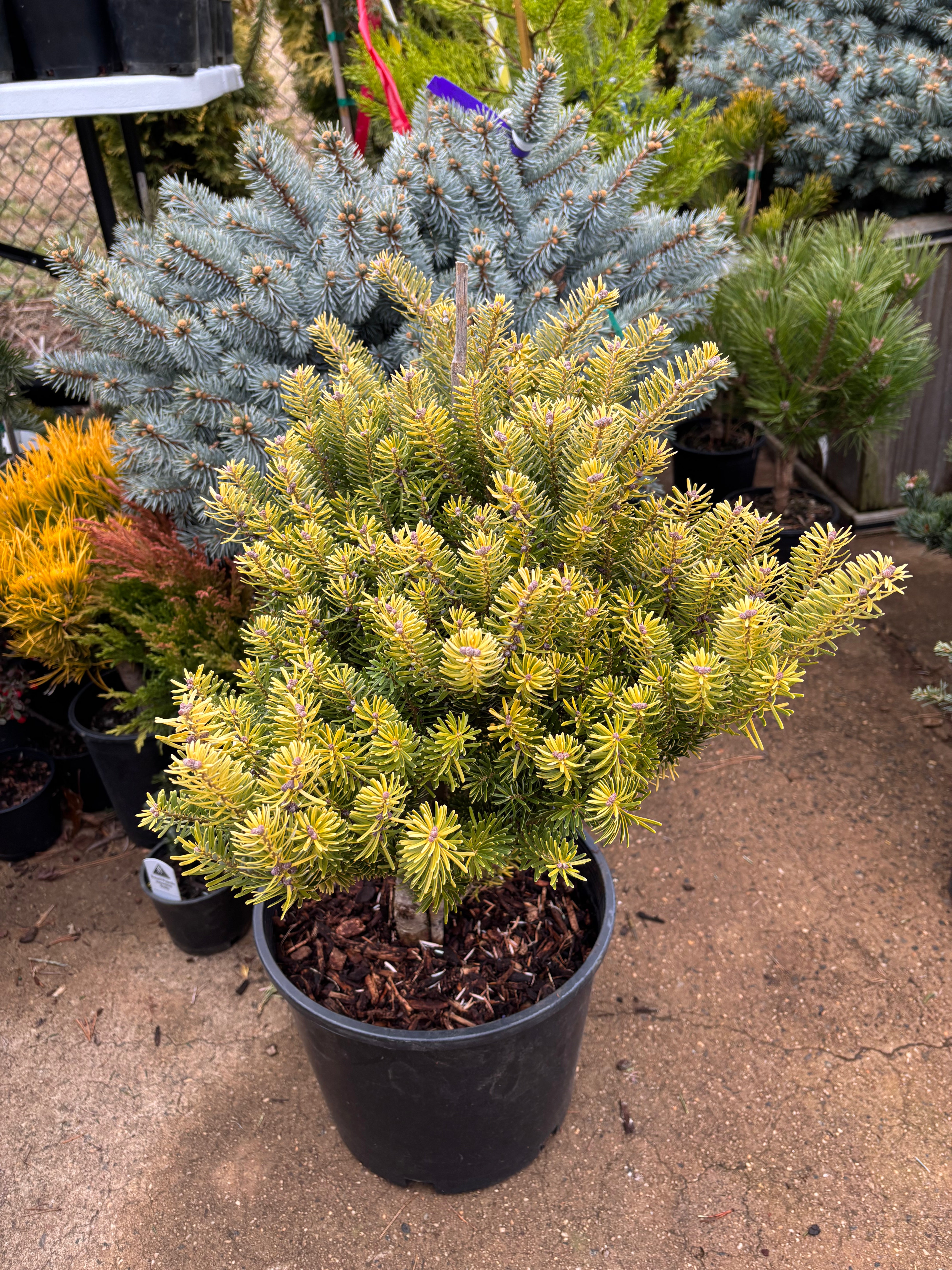 Abies Koreana ‘Golden Glow’ On Firma – Carolina Conifers Nursery ...