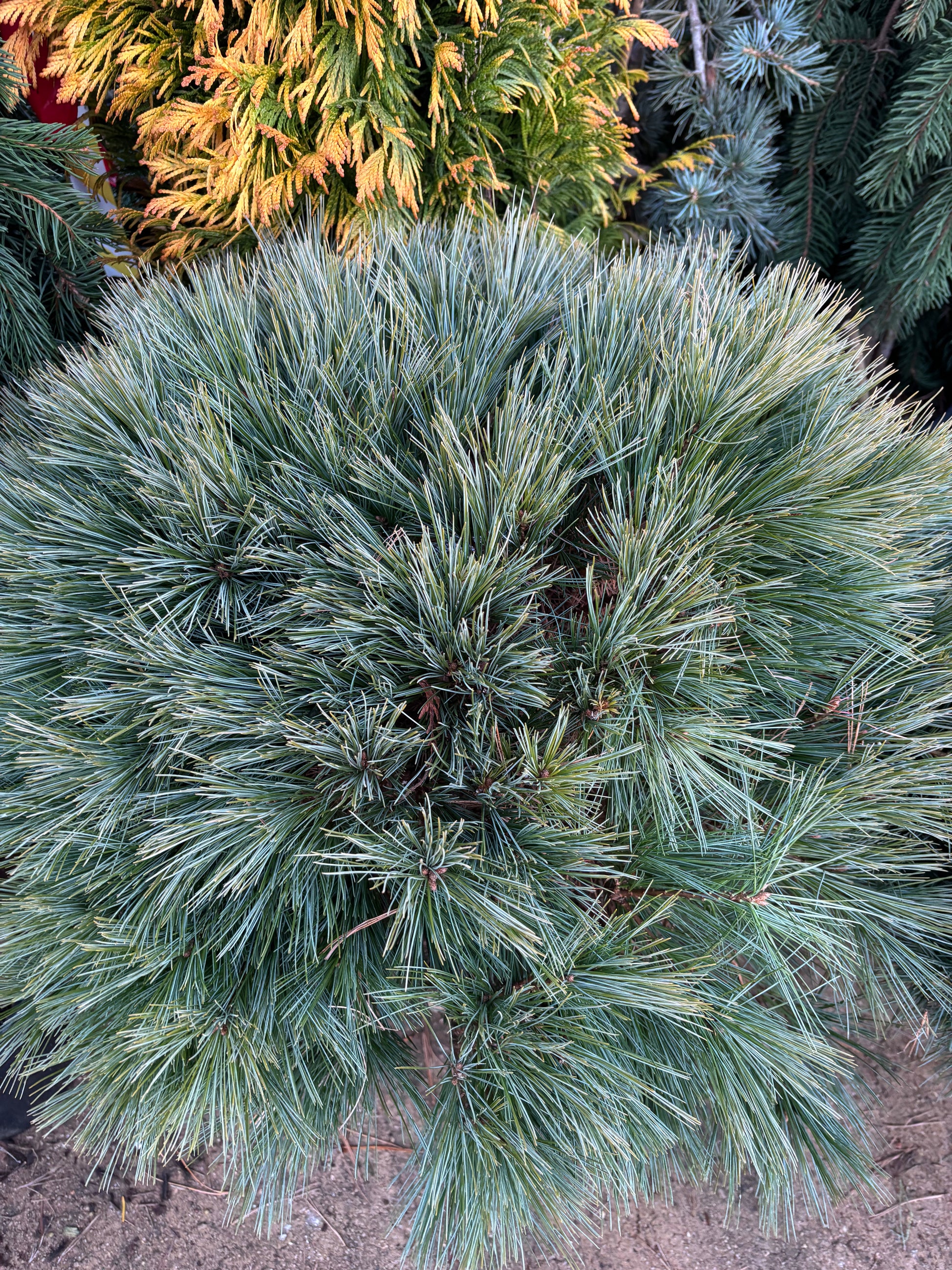Pinus strobus ‘Blue Shag’ – Carolina Conifers Nursery & Landscape