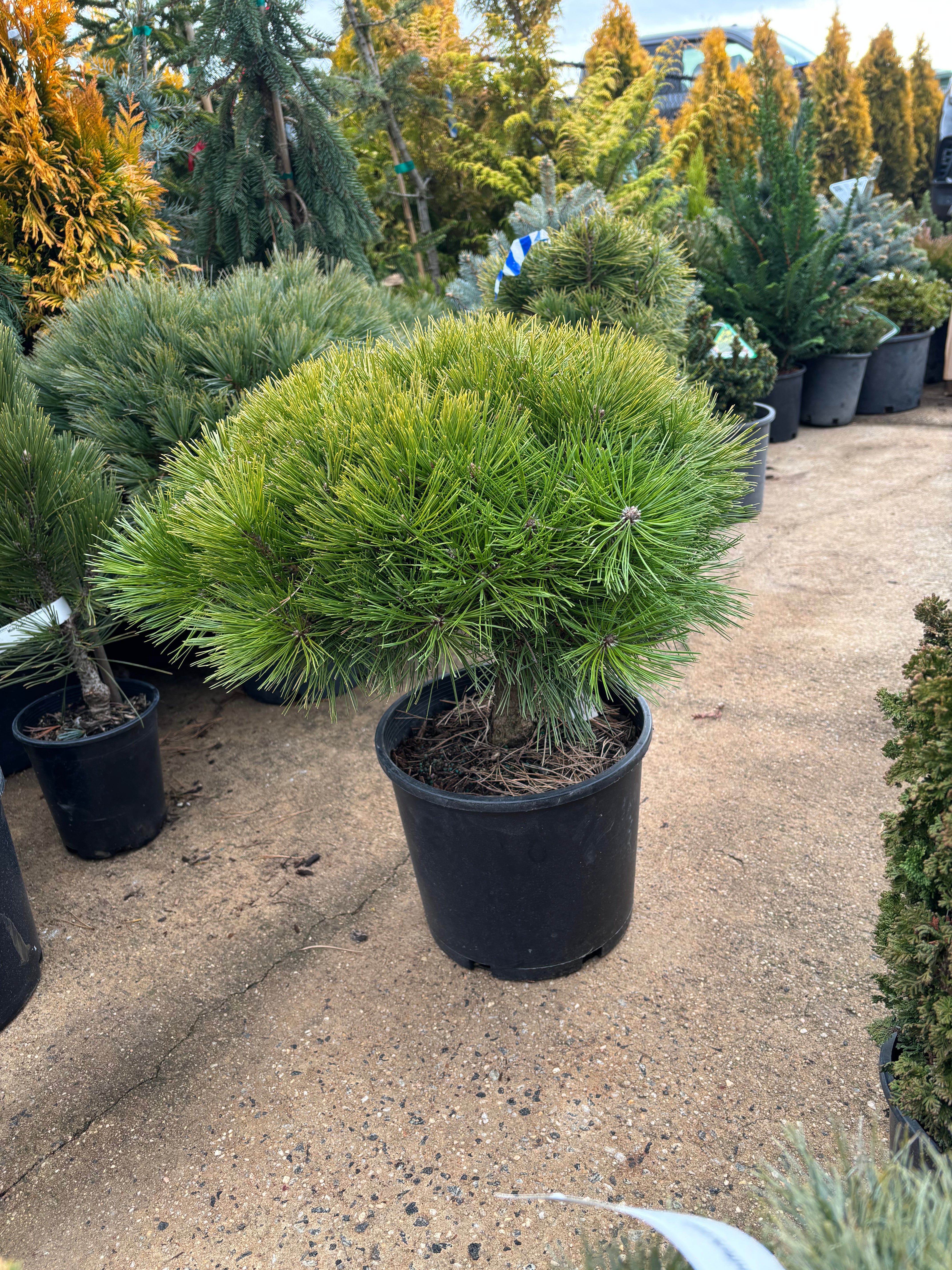 Pinus densiflora ‘Jane Kluis’ – Carolina Conifers Nursery & Landscape