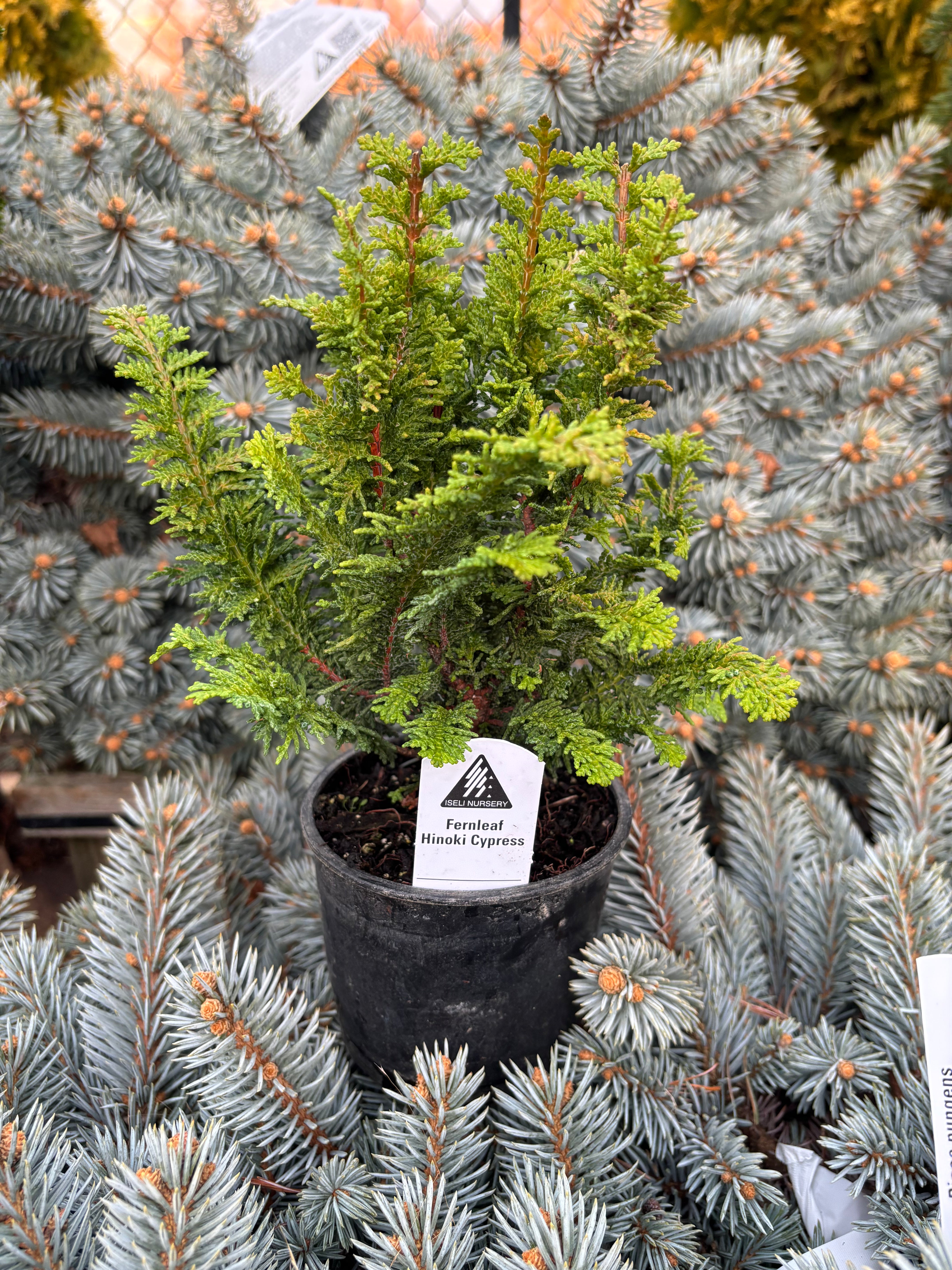 ‘Filicoides Compacta’ Fernleaf Hinoki cypress – Carolina Conifers ...