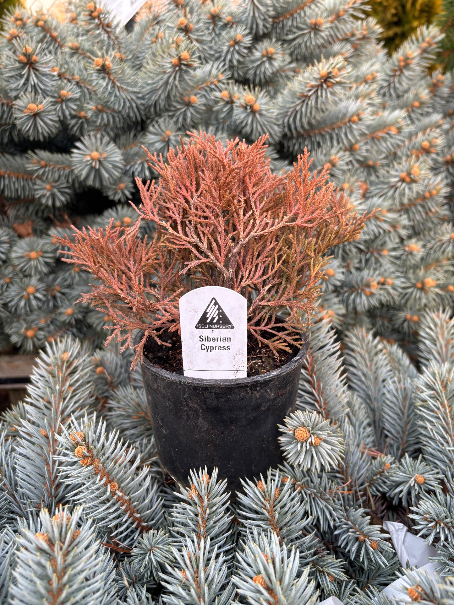 Microbiota decussata Siberian Cypress – Carolina Conifers Nursery ...