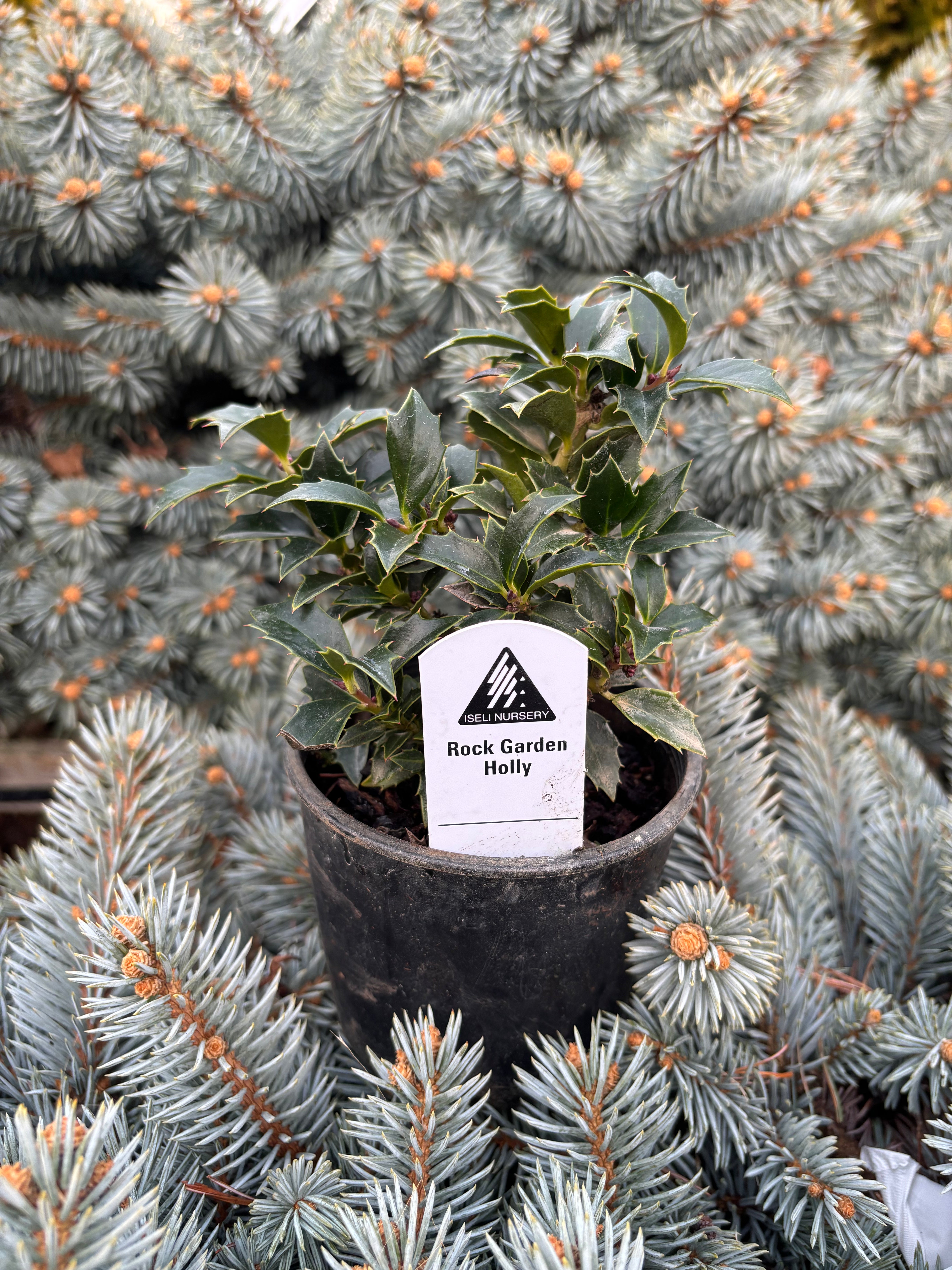 Ilex x ‘Rock Garden’ – Carolina Conifers Nursery & Landscape