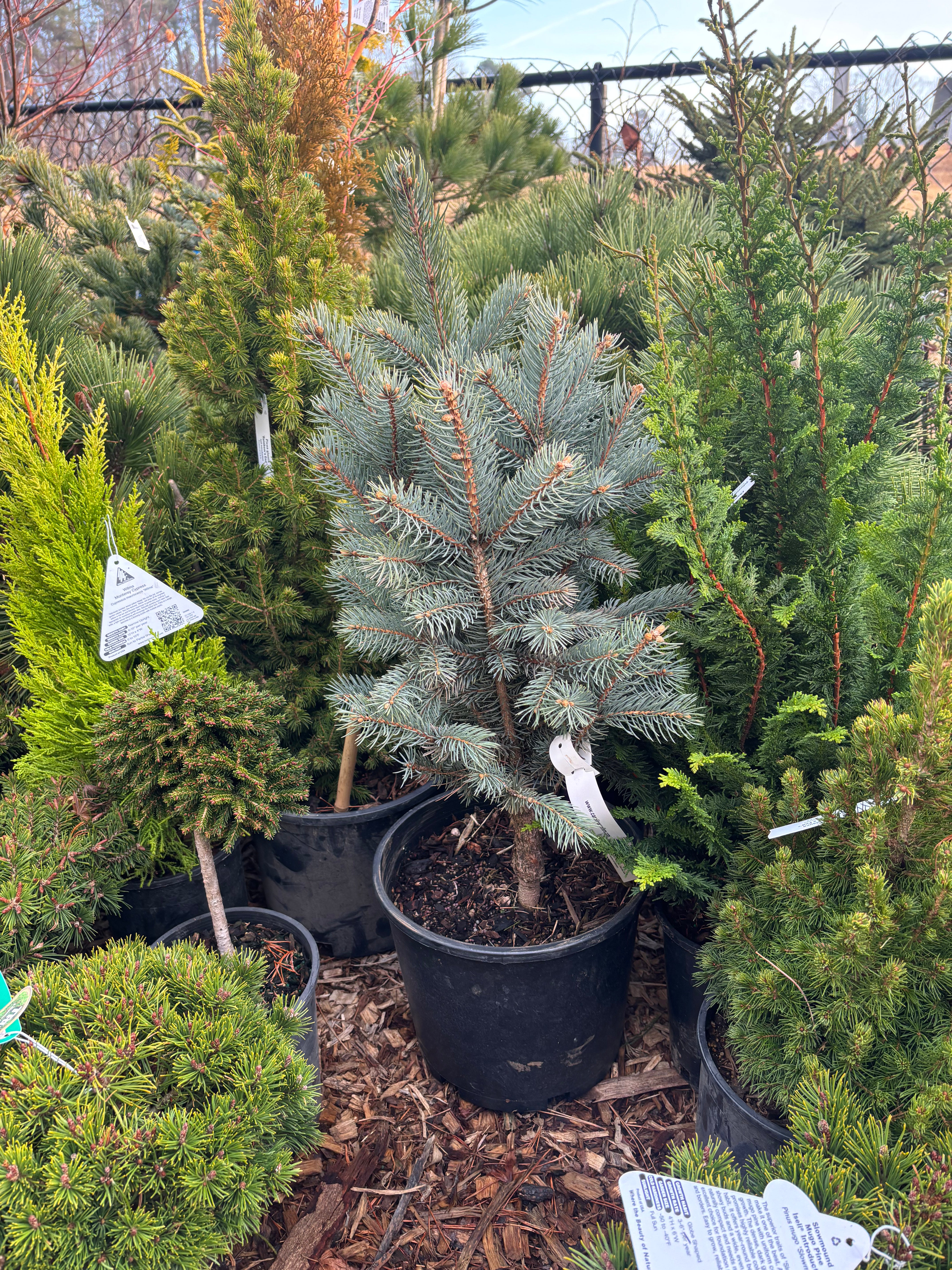 Picea pungens ‘Blue Totem’ – Carolina Conifers Nursery & Landscape