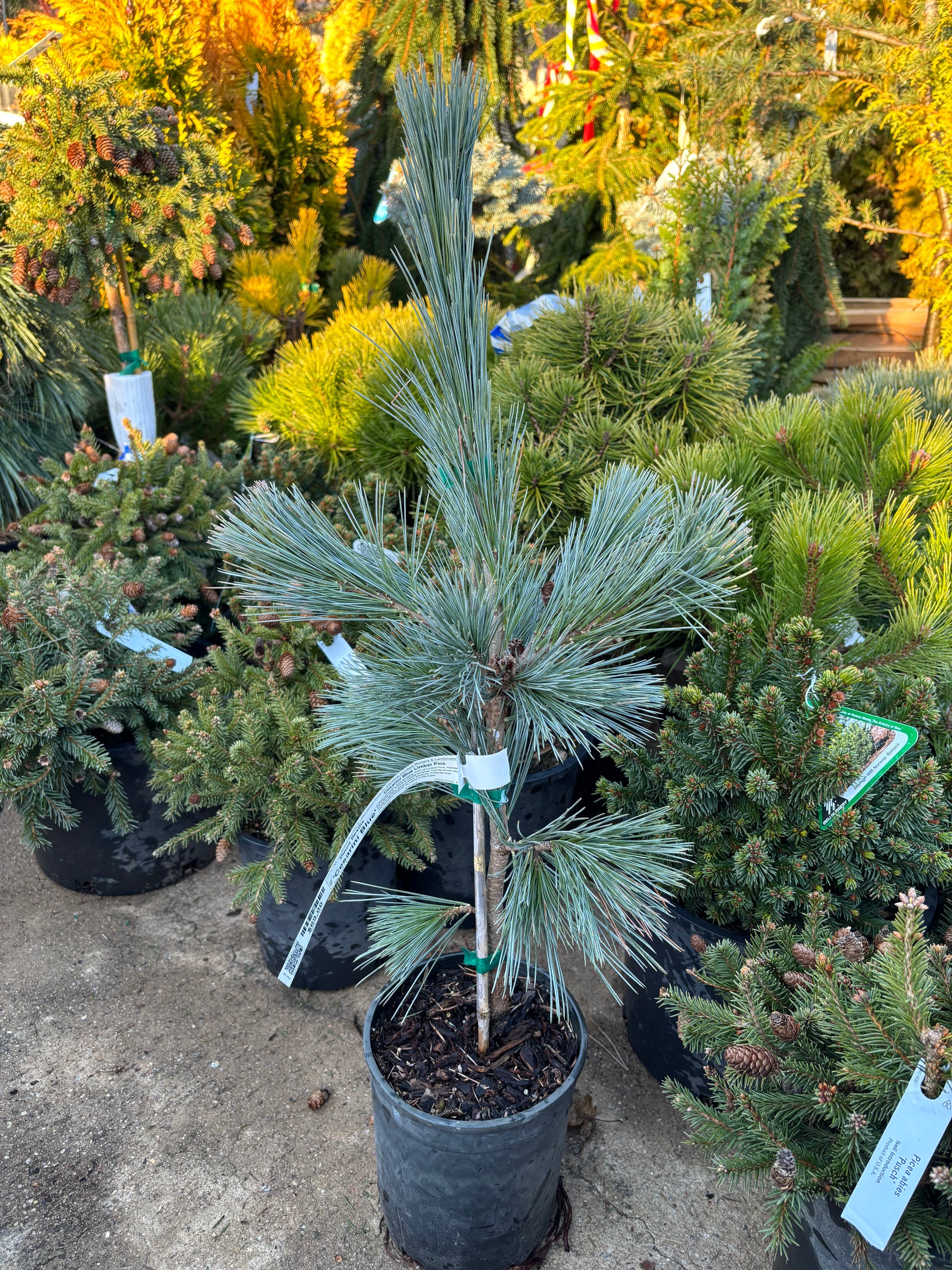 Pinus flexilis ‘Cesarini Blue’ (Limber Pine) – Carolina Conifers ...