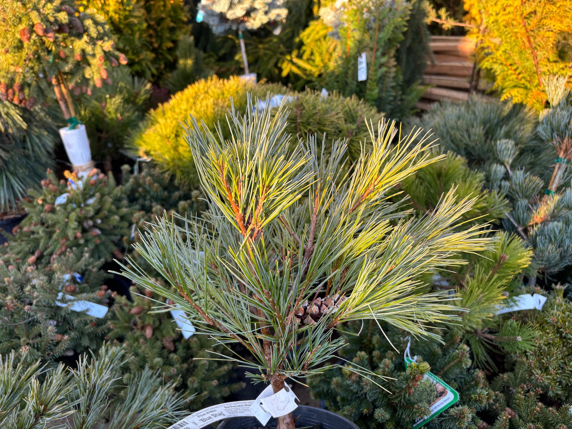 Pinus strobus ‘Blue Shag’ – Carolina Conifers Nursery & Landscape
