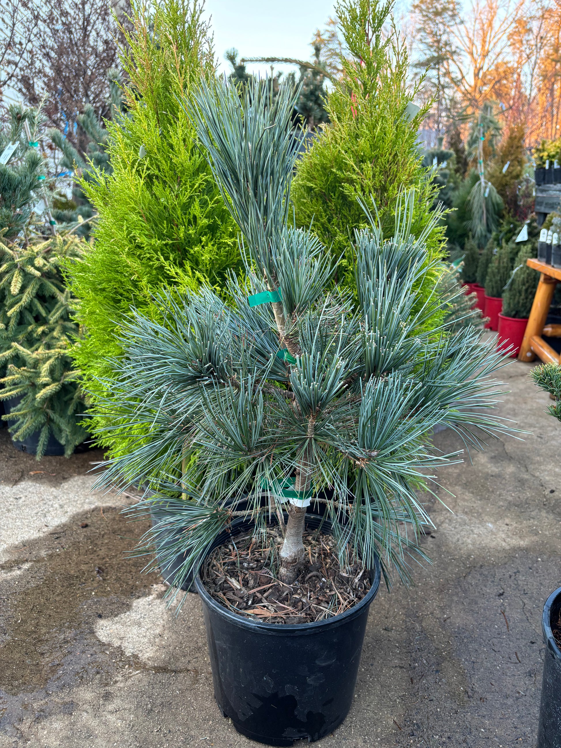 Terrific Vanderwolfs Pyramid Limber Pine Images
