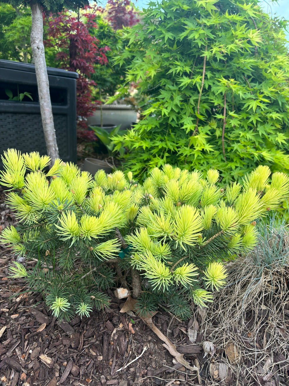 Picea pungens 'Gebelle's Golden Spring' – Carolina Conifers Nursery ...